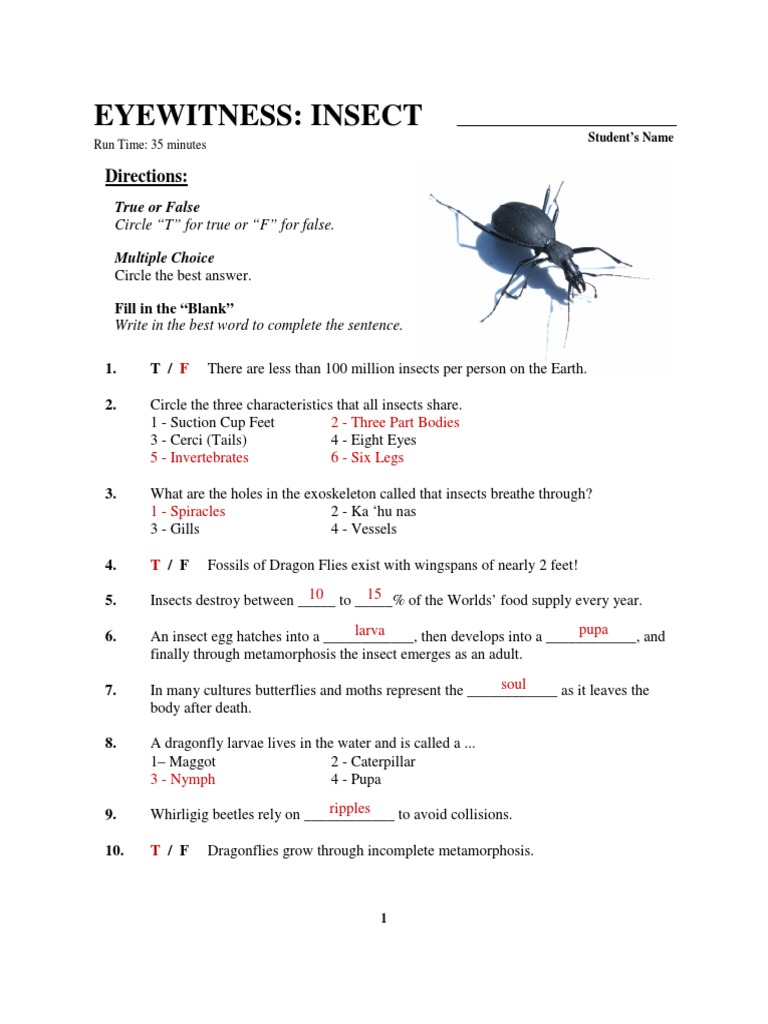 Insect Characteristics and Facts Quiz | PDF | Beetle | Insects