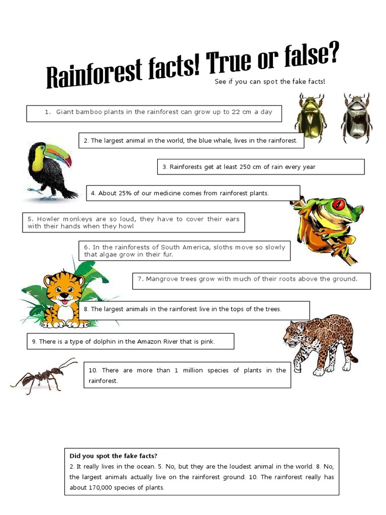 Rainforest Facts | PDF