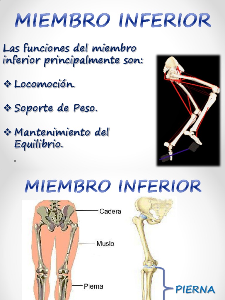 Huesos de La Pierna I F | PDF | Anatomía del miembro inferior | Sistema ...