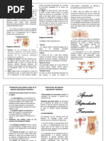 Triptico Del Sistema Excretor | PDF | Sistema urinario | Riñón