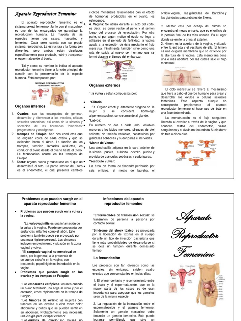 Aparato Reproductor Femenino TRIPTICO