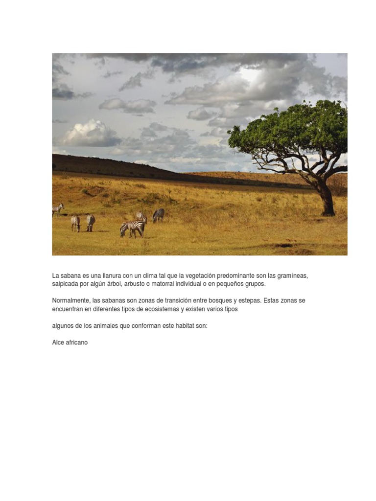 La Sabana | PDF | Zona tropical | Arboles