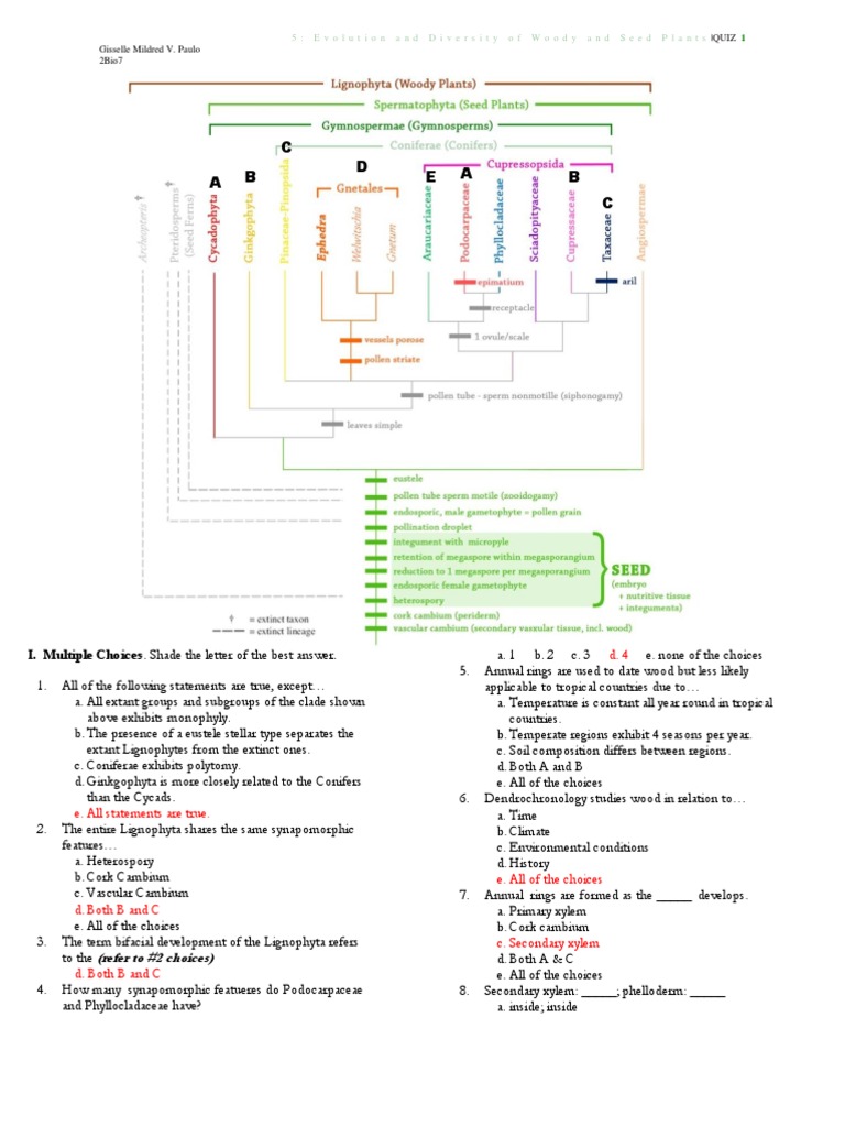 Quiz on Woody and Seed Plant Evolution | PDF | Flowers | Seed