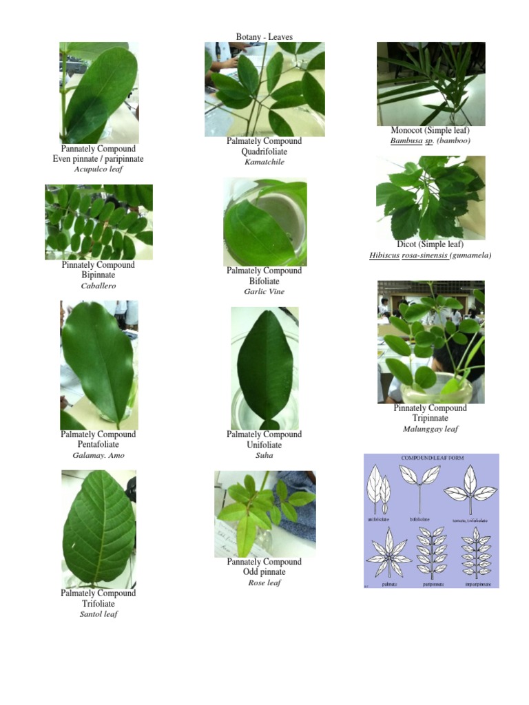 Unifoliate Palmately Compound Leaf