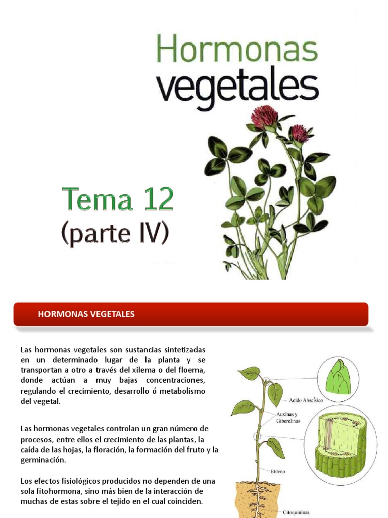 hormonas vegetales FITOHORMONAS.pptx | Hormona vegetal | Auxina