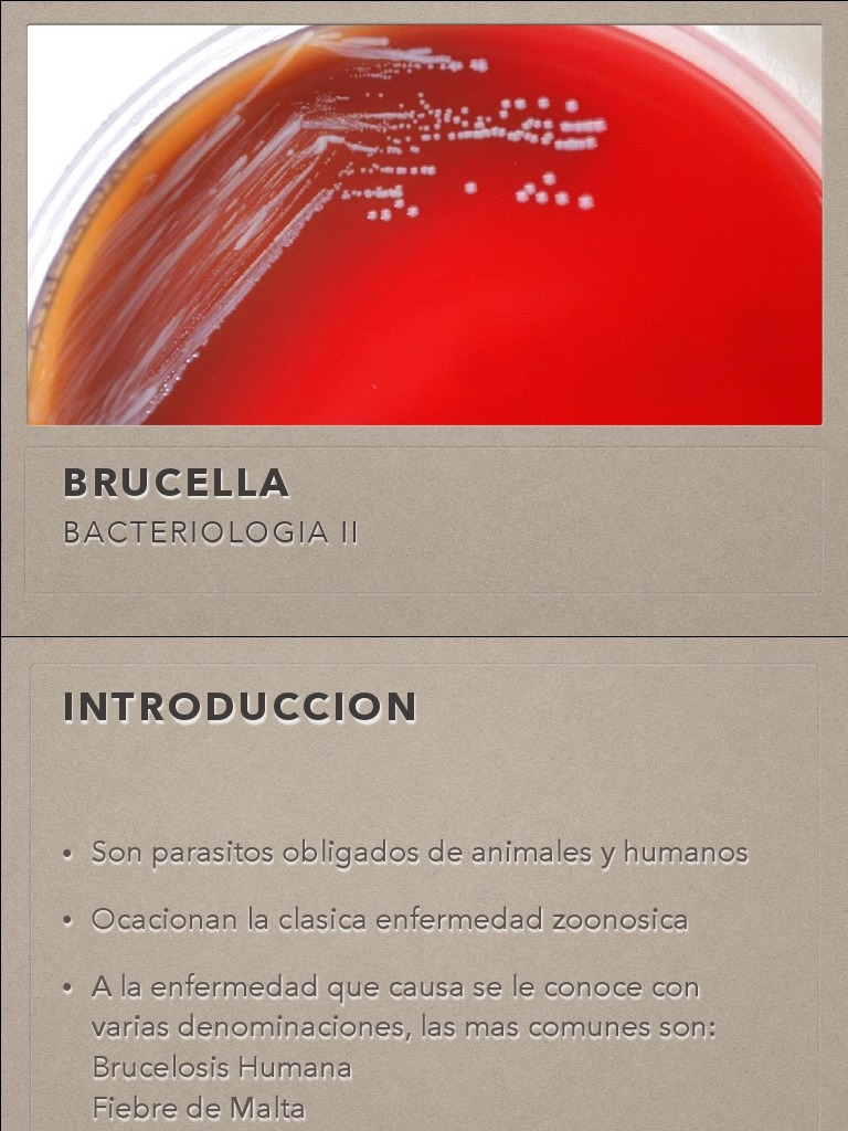 Brucella | PDF | Inmunología | Especialidades Medicas