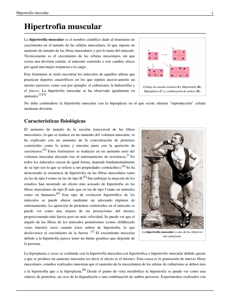 Hipertrofia Muscular PDF | PDF | Hipertrofia muscular | Anatomía