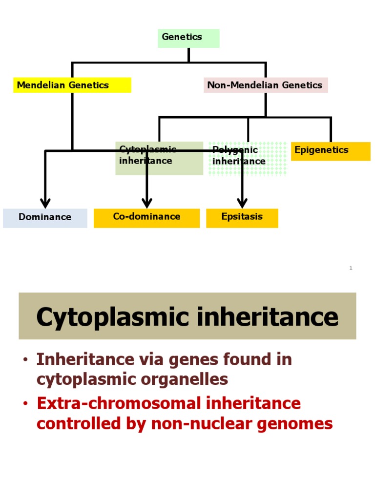 Cytoplasmic Inheritance | PDF | Mitochondrion | Cell (Biology)