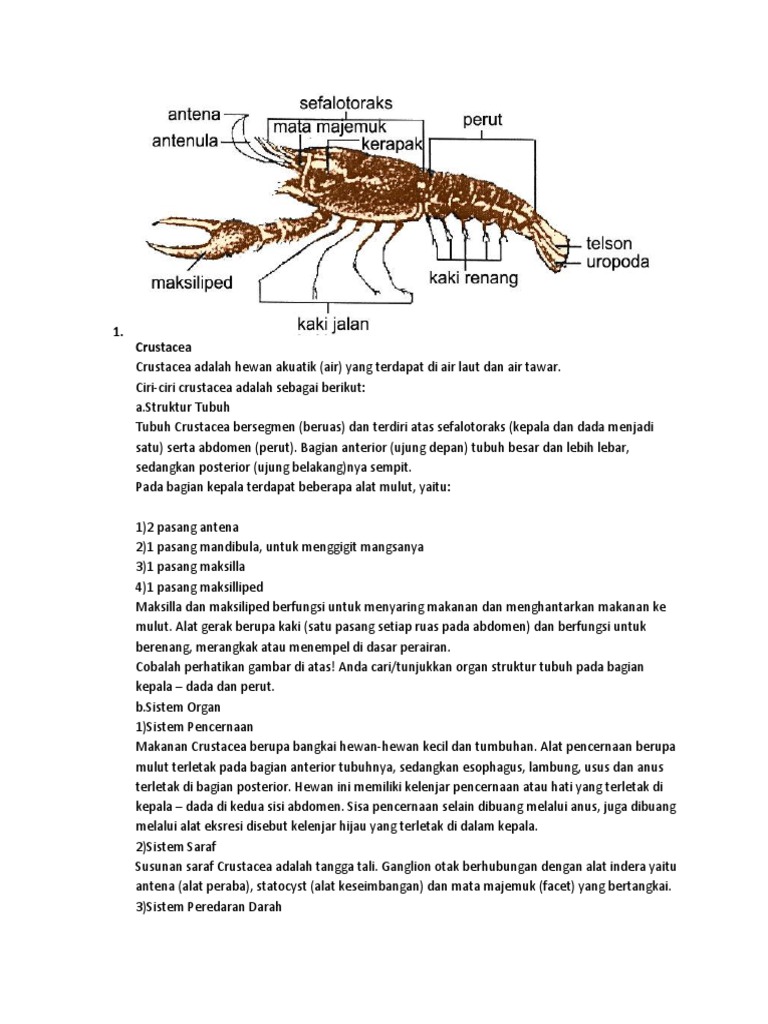 Crustacea | PDF | Griya & Taman | Sains & Matematika