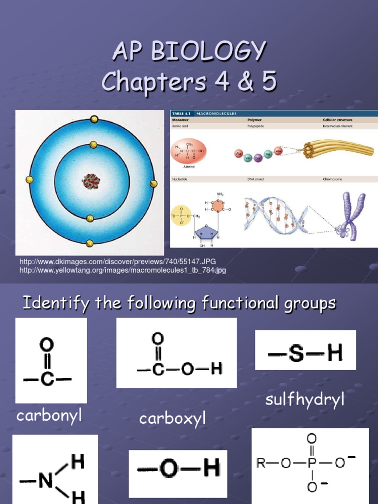 AP Biology: Functional Groups & Macromolecules | PDF | Polysaccharide ...