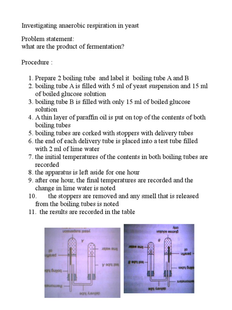 Yeast Fermentation Lab Setup
