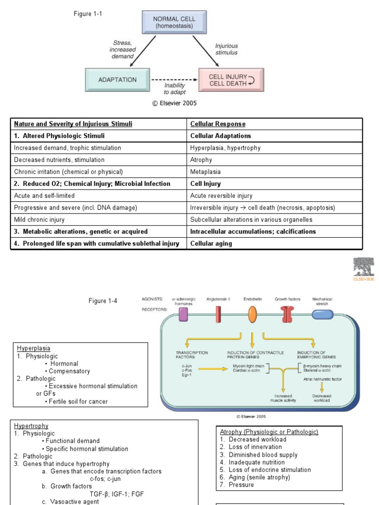 Robbins Chapter 1 Diagrams | PDF | Apoptosis | Necrosis
