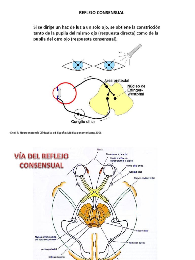 Reflejo Consensual y Fotomotor Ocular | PDF