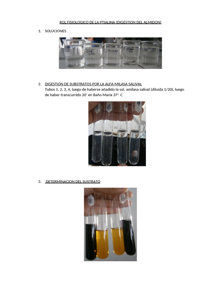 Rol Fisiologico de La Ptialina | PDF