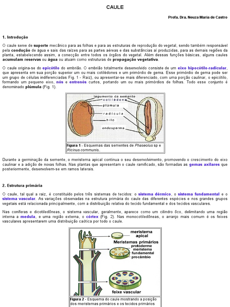 Caule em estrutura primária e secundária | Raiz | Áreas da Botânica