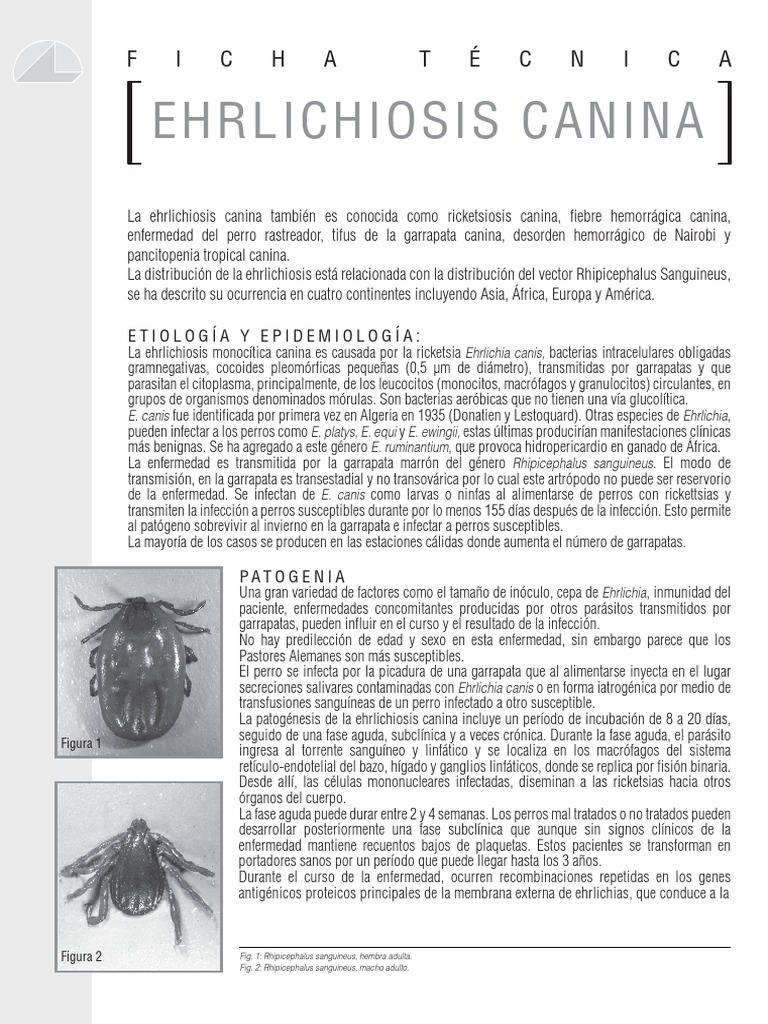 Ehrlichiosis canina: causas y síntomas | PDF