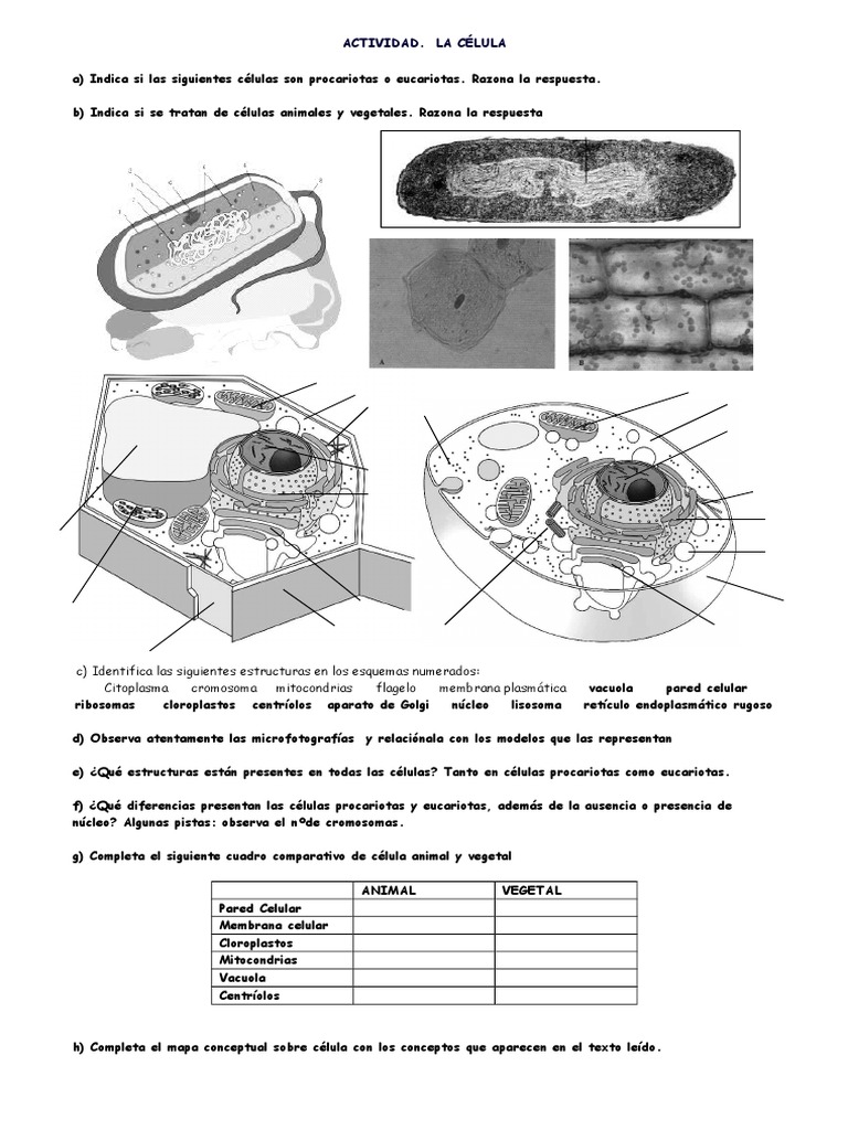 Actividad La Celula (1) | Citoplasma | Biología Celular)