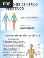 Motoneuronas Alfa y Gamma | PDF | Neurona motora | Músculo