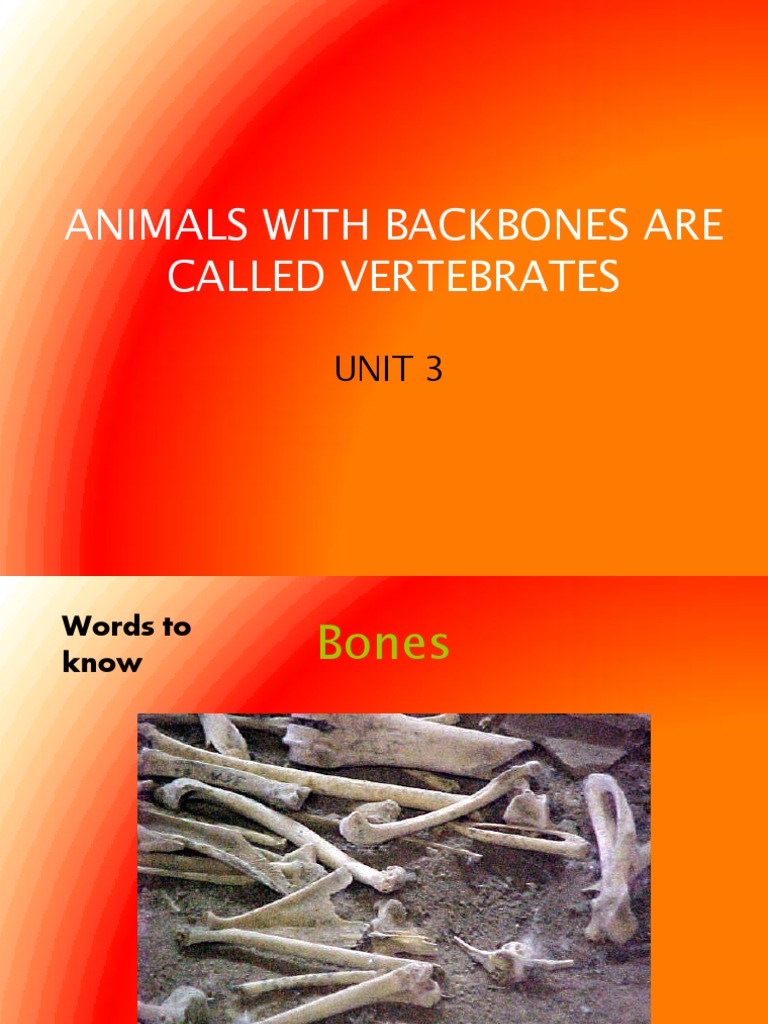 Unit 3 Animals With Backbones Are Called Vertebrates | PDF | Bat ...