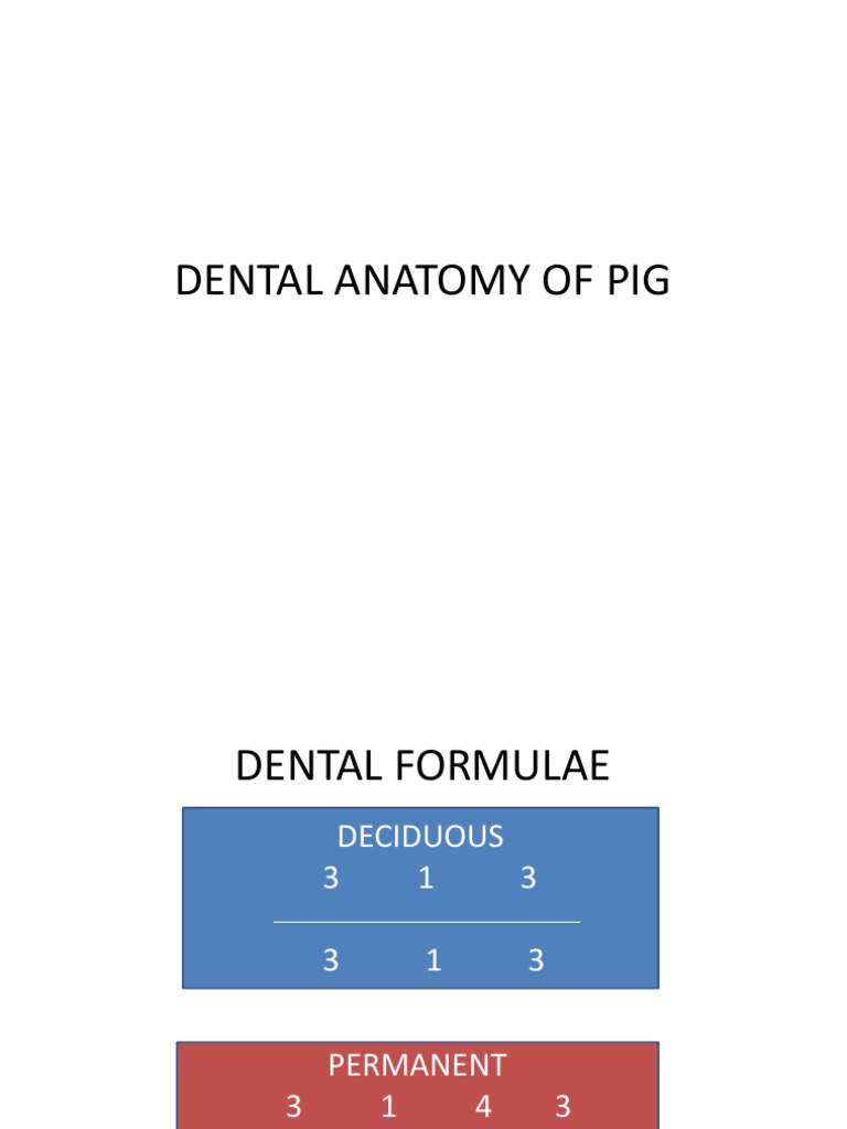 Pig Dental Anatomy and Eruption Guide | PDF
