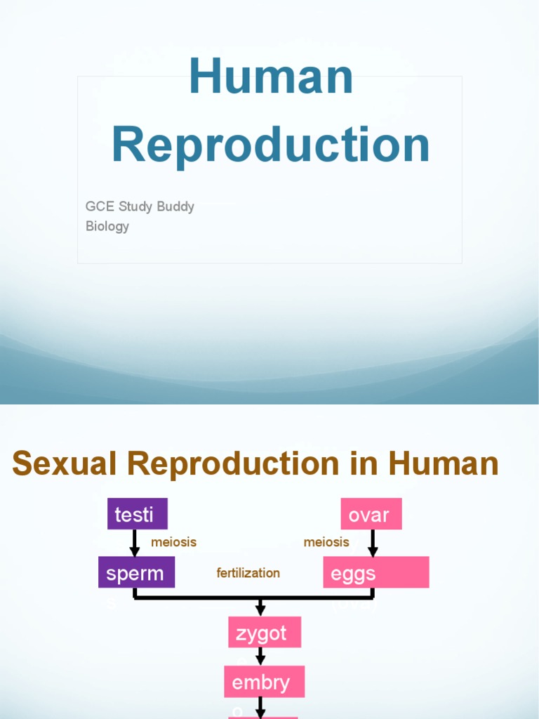 Human-reproduction.pdf | Reproductive System | Fertilisation