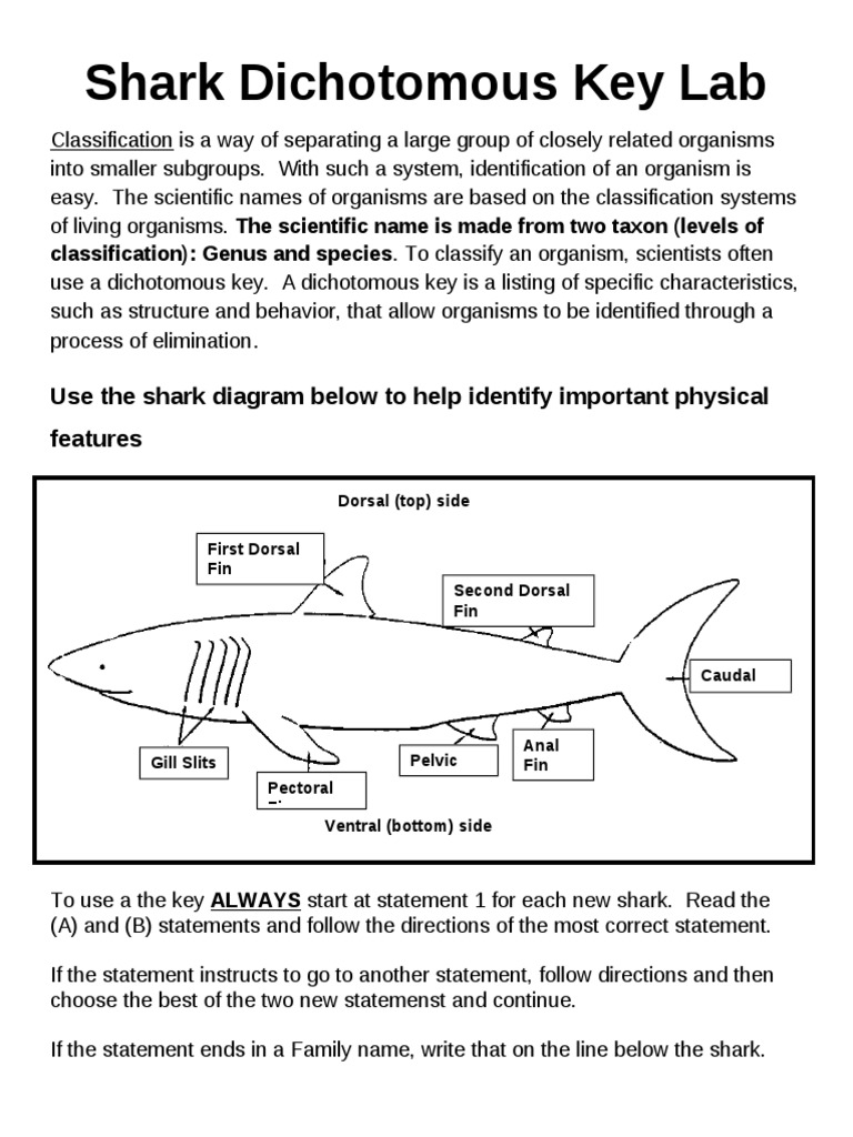 Shark Classification Using Dichotomous Key | PDF | Vertebrates ...