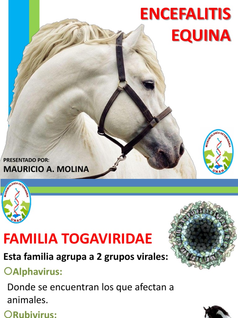 ENCEFALITIS EQUINA