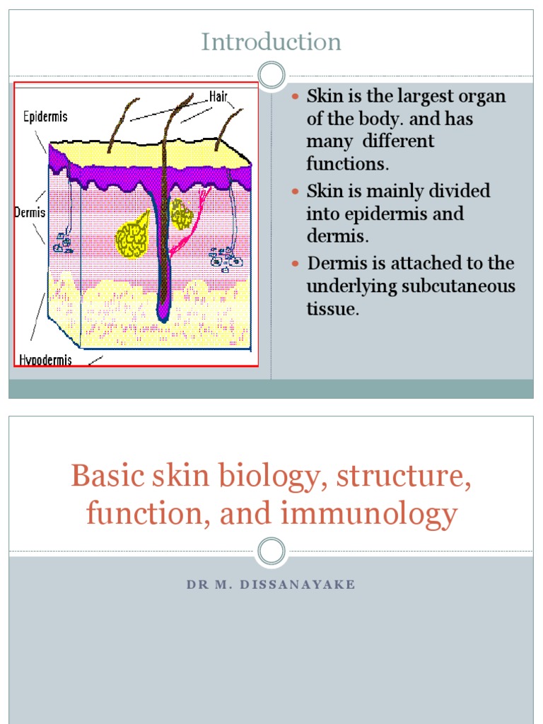 Introduction | Epidermis | Skin