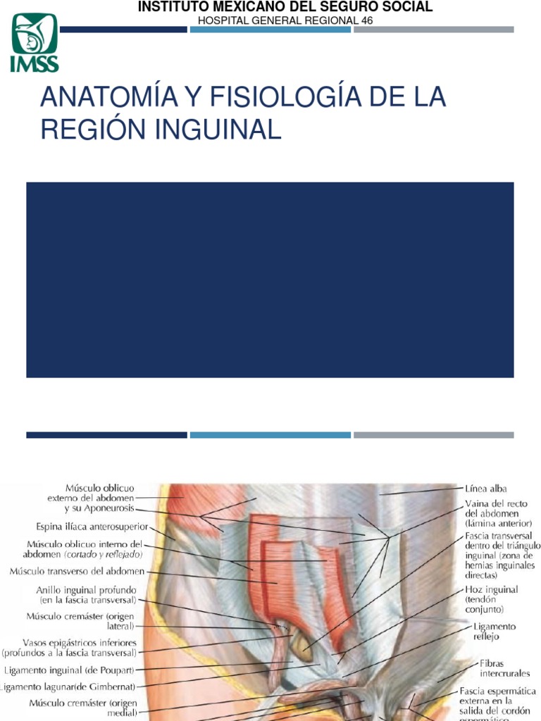 Anatomía y Fisiología de la Región Inguinal | PDF | Abdomen | Anatomía ...