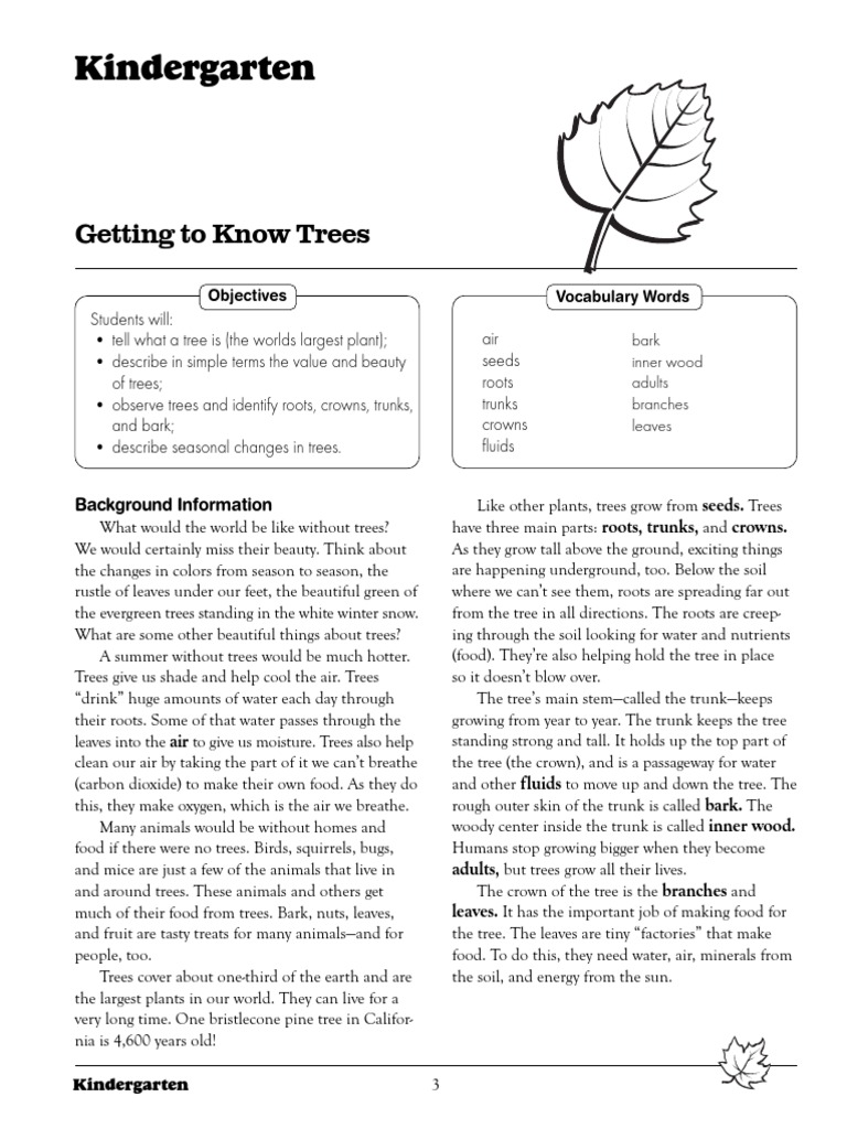 Kindergarten: Getting To Know Trees | PDF | Bark | Trees