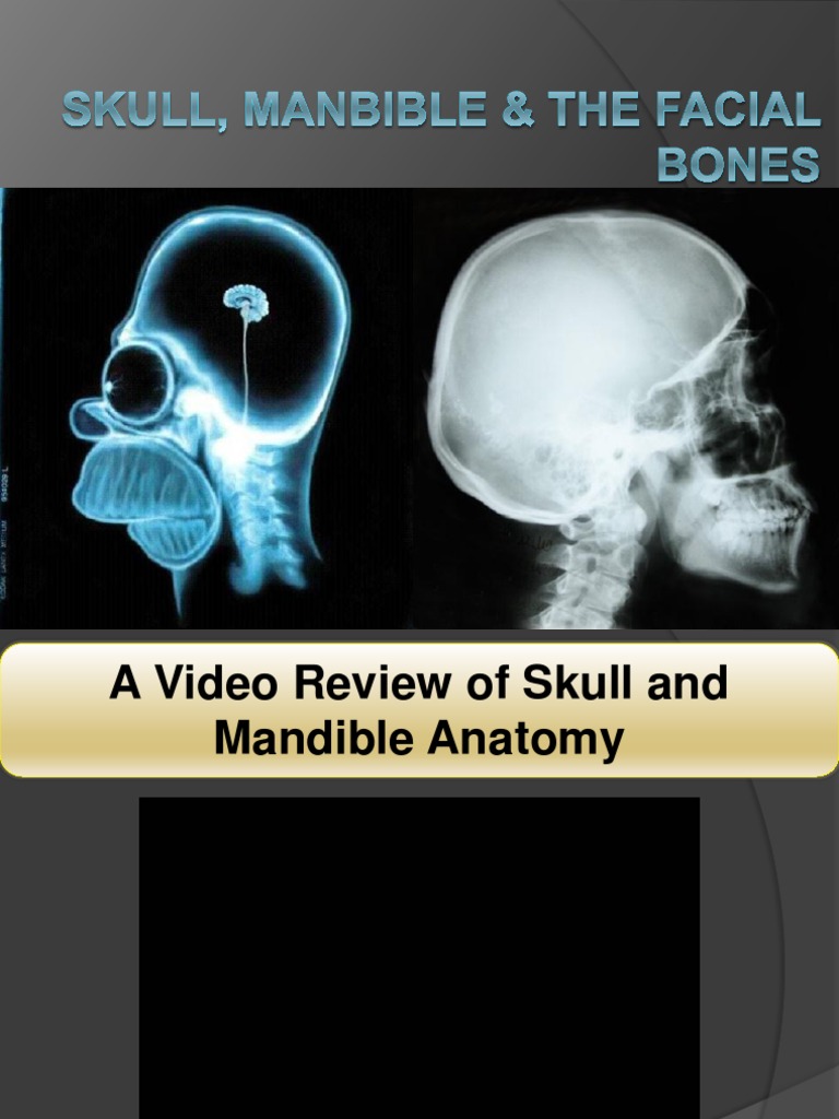 Skull and Mandible Anatomy Overview | PDF | Skull | Skeletal System