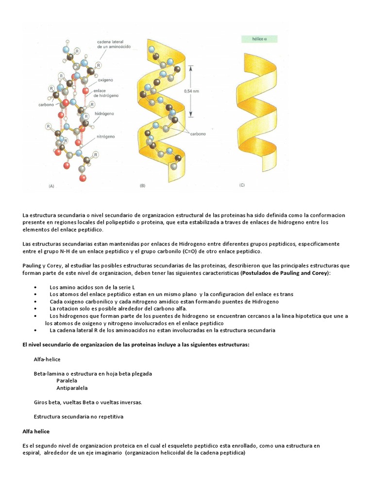 Estructura Secundaria de Las Proteinas | PDF | Estructura proteica ...