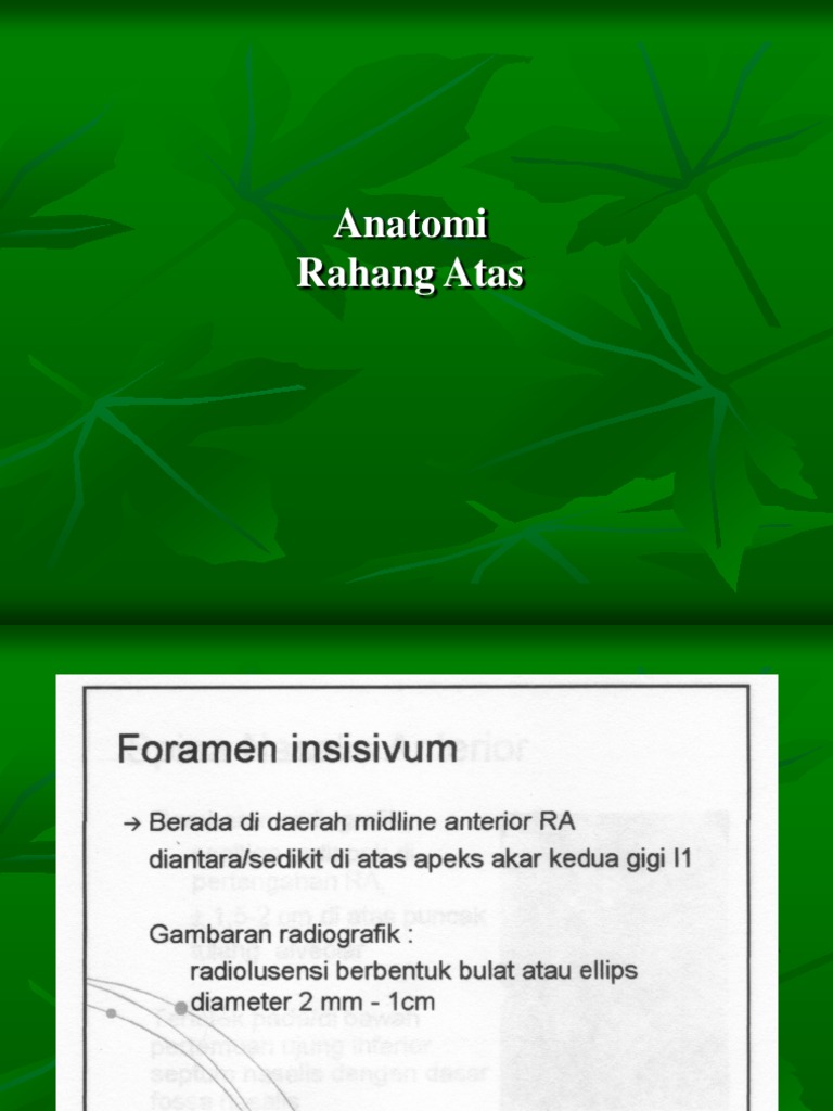 Anatomi Maksila | PDF