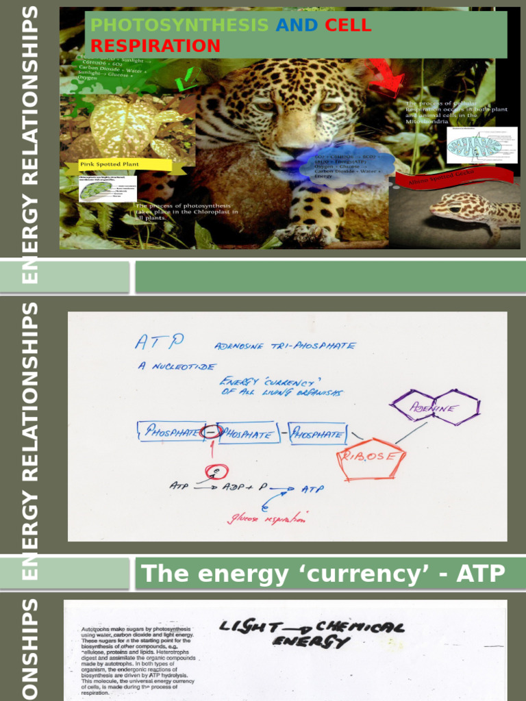 Energy Relationships Simple Intro | PDF | Science & Mathematics