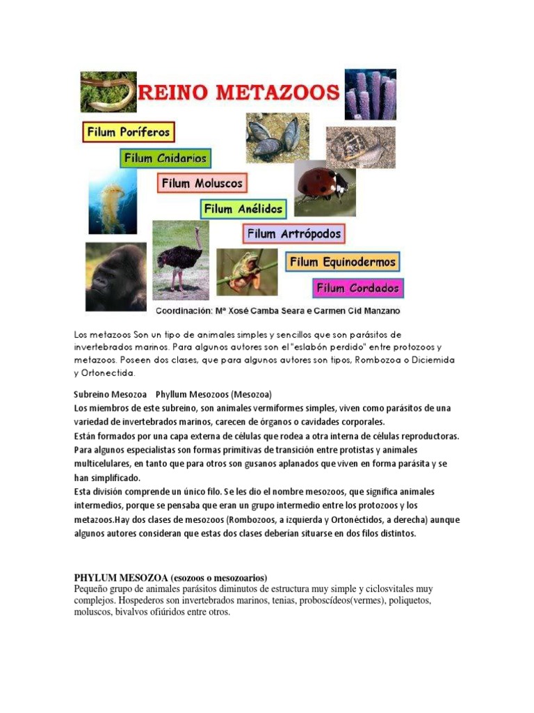 Origen de Los Metazoos | PDF | Zoología | Organismos