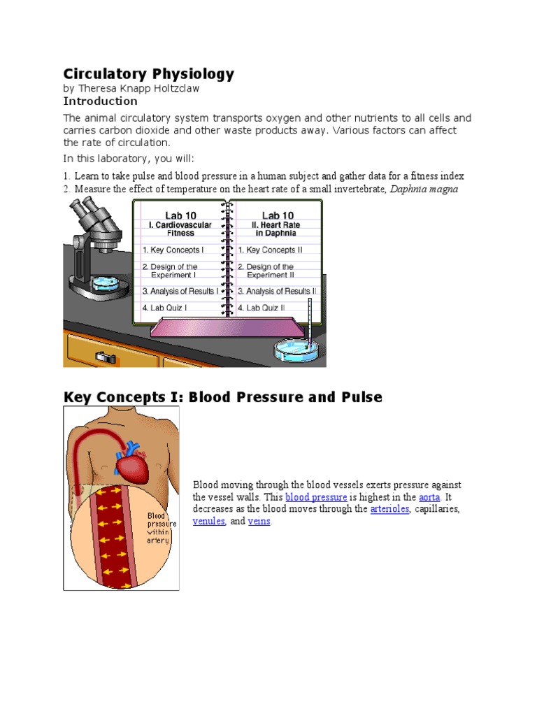 Circulatory Physiology | PDF | Blood Pressure | Circulatory System