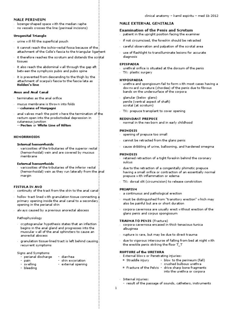 Male Perineum and Genital Anatomy Guide | PDF | Uterus | Penis