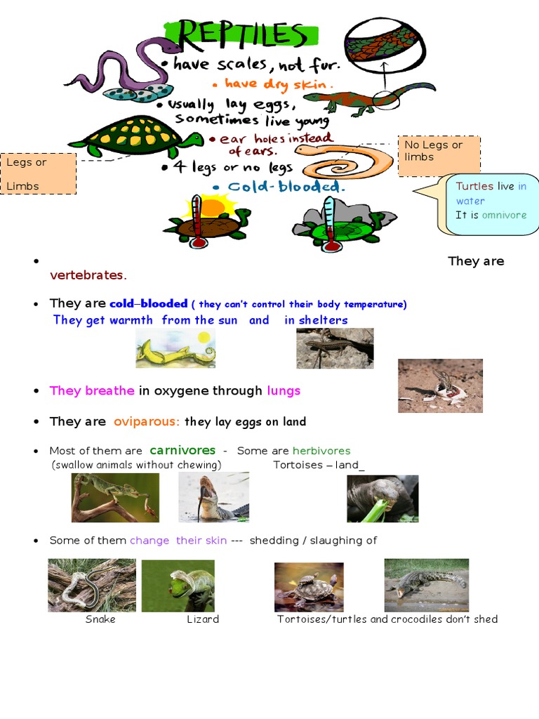 Reptile Characteristics Overview | PDF