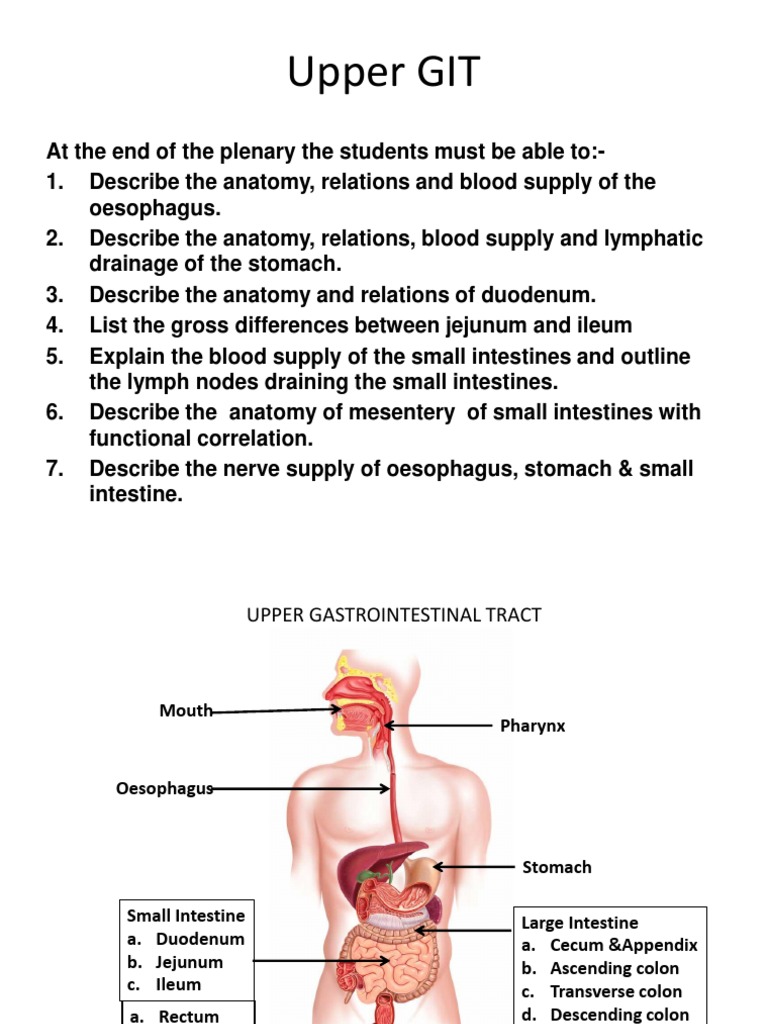 Upper GIT | PDF | Tongue | Esophagus