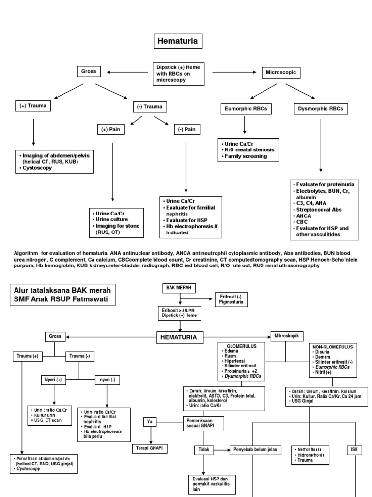 An Algorithm for the Evaluation and Management of Hematuria in Children ...