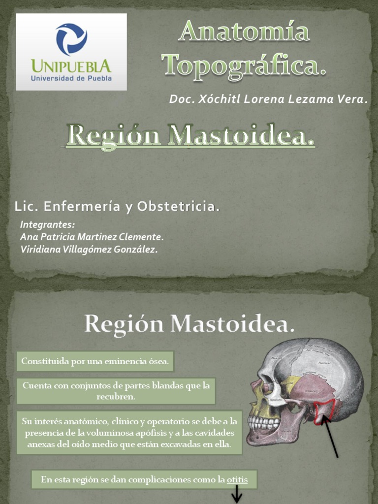 Region Mastoidea Anatomia Topografica | Cabeza y cuello humanos ...