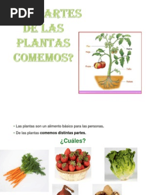 Partes Comestible De La Planta Para Niños De Preescolar, 55% OFF