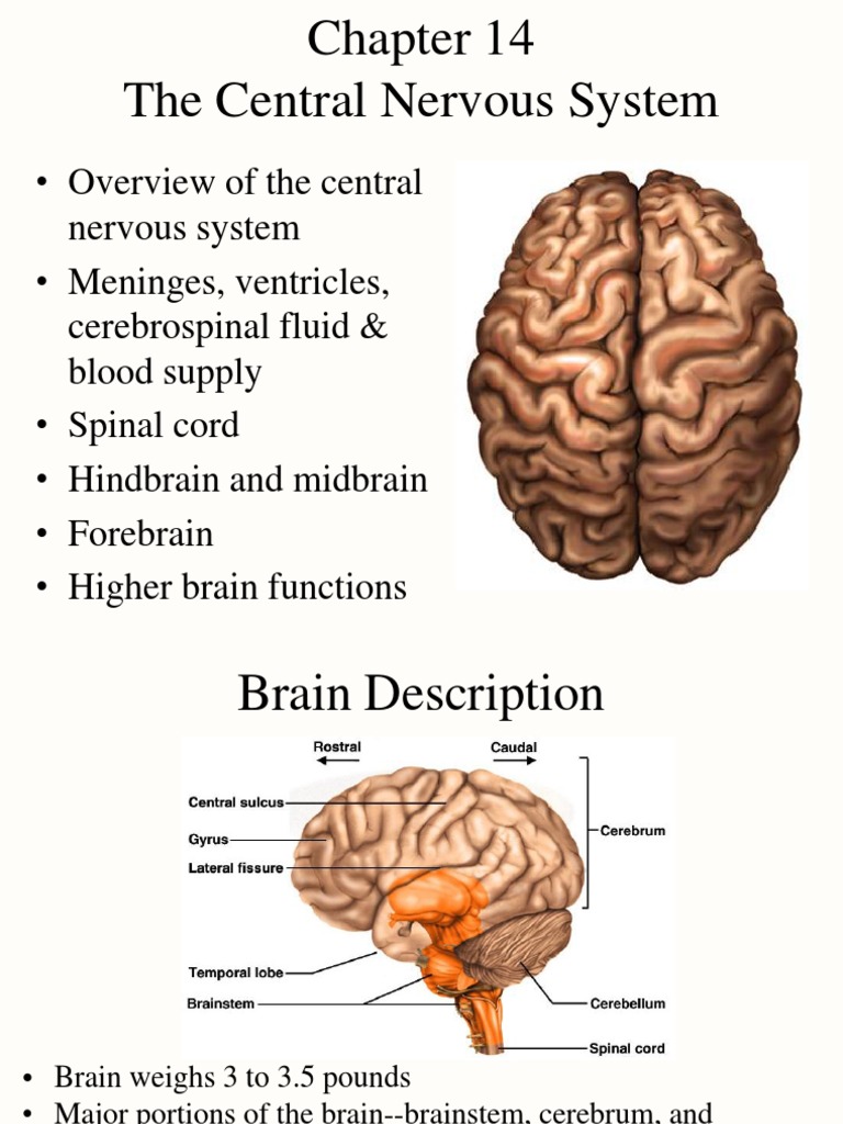 14 The Central Nervous System | PDF | Spinal Cord | Brainstem