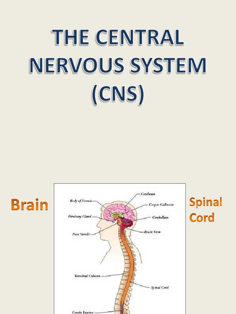 The Central Nervous System | PDF | Nervous System | Autonomic Nervous ...
