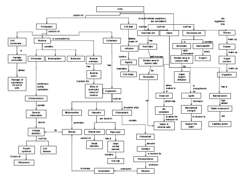 Concept Map Cells Sci Bio Pdf Cell Nucleus Vacuole