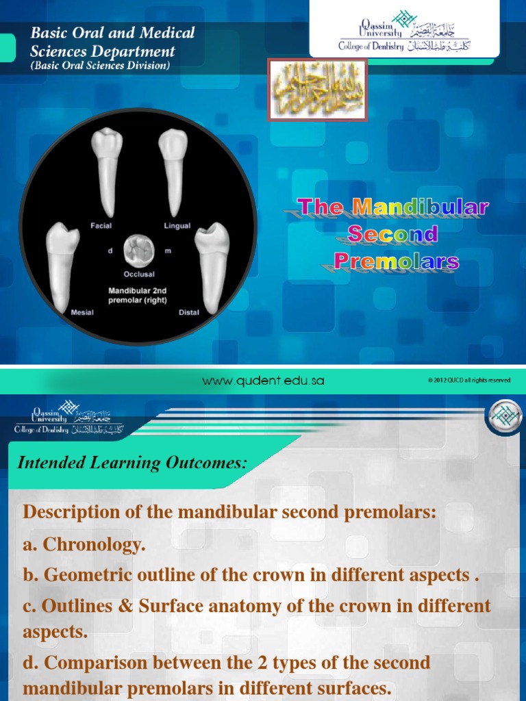 2nd Premolars Lower | Tooth | Dental Anatomy