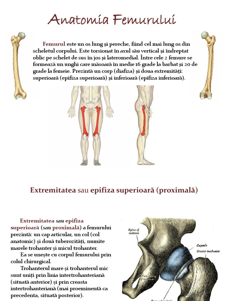 Anatomia Femurului | PDF