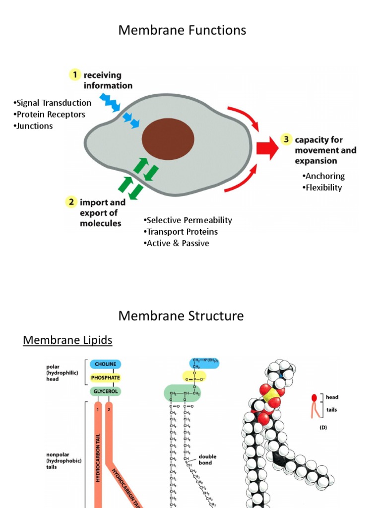 Membrane Functions: - Signal Transduction - Protein Receptors ...