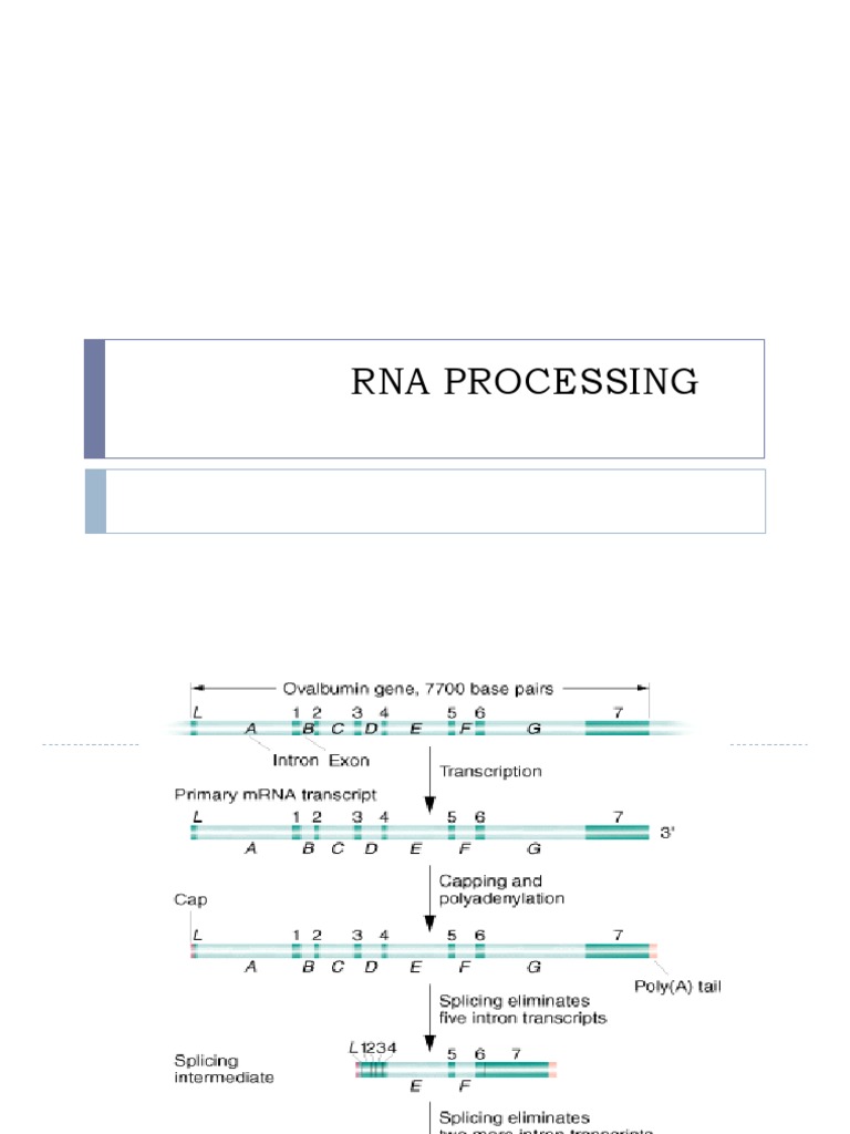 Regulation of RNA Processing and RNA Editing | PDF | Rna Splicing | Alternative Splicing