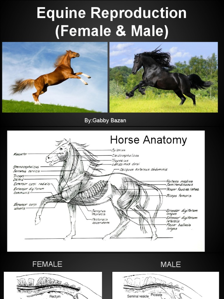 Equine Repro System 1 | PDF | Wellness